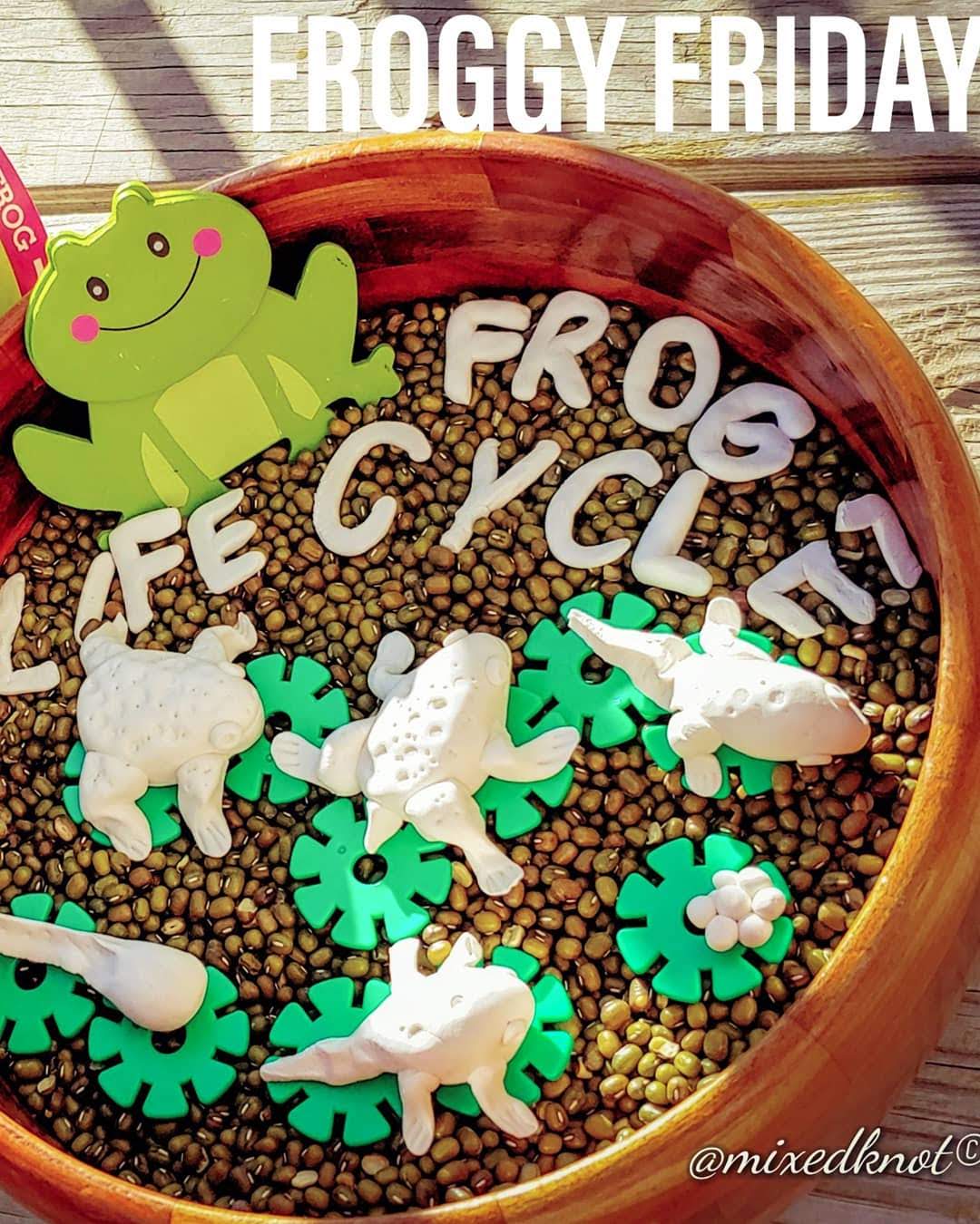 Our Homeschool Science: The Life Cycle of a Frog – MIXED KNOT